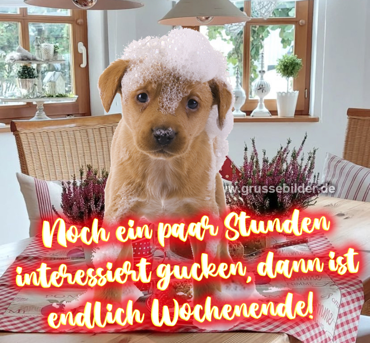 Erstaunlich Lustige Wochenendbilder: Kostenlose Sammlung zum Aufheitern ...