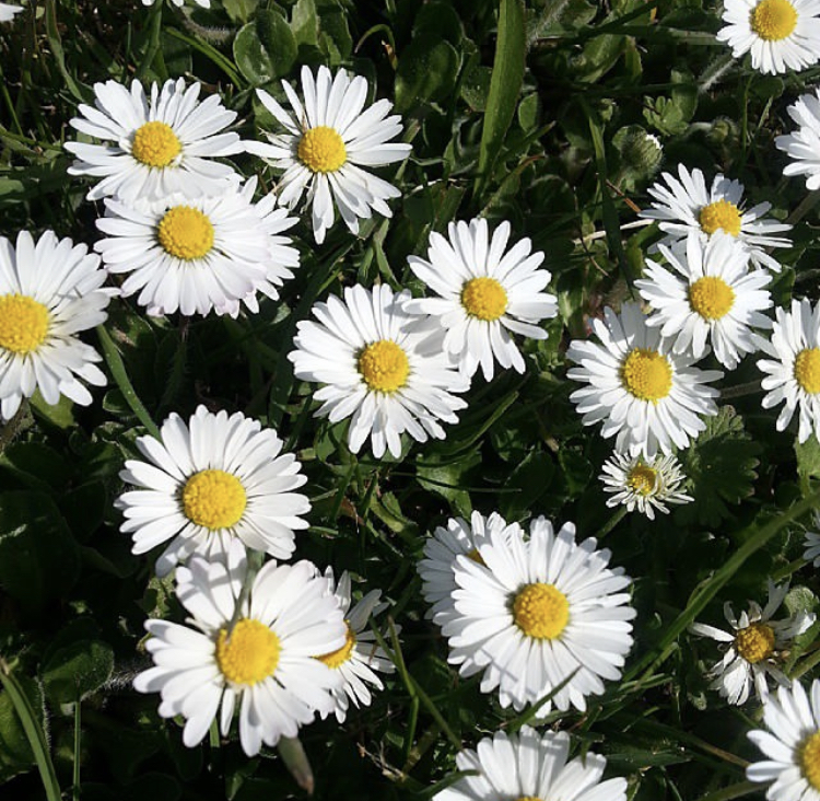 ᐅ Blumen Bilder - Grüße Bilder