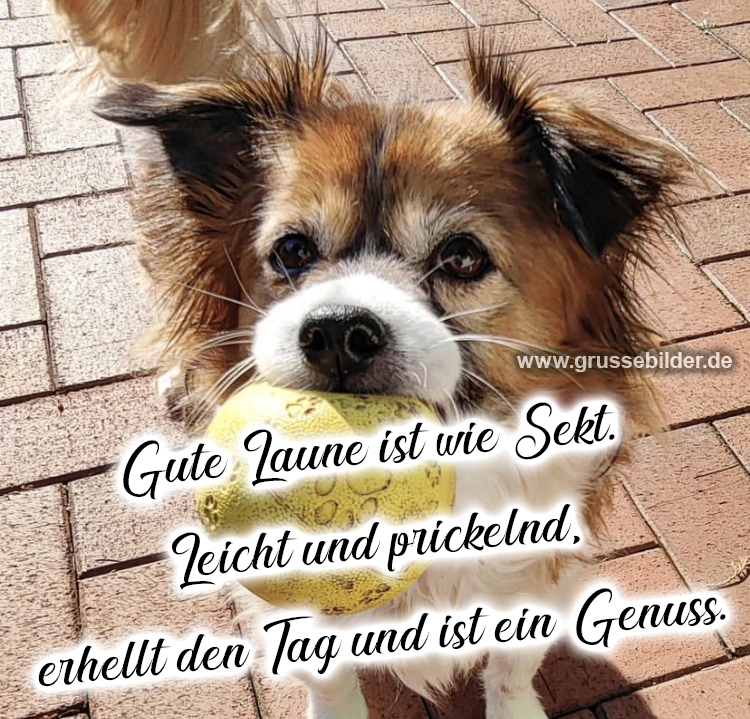 ᐅ Gute Laune Bilder - Grüße Bilder